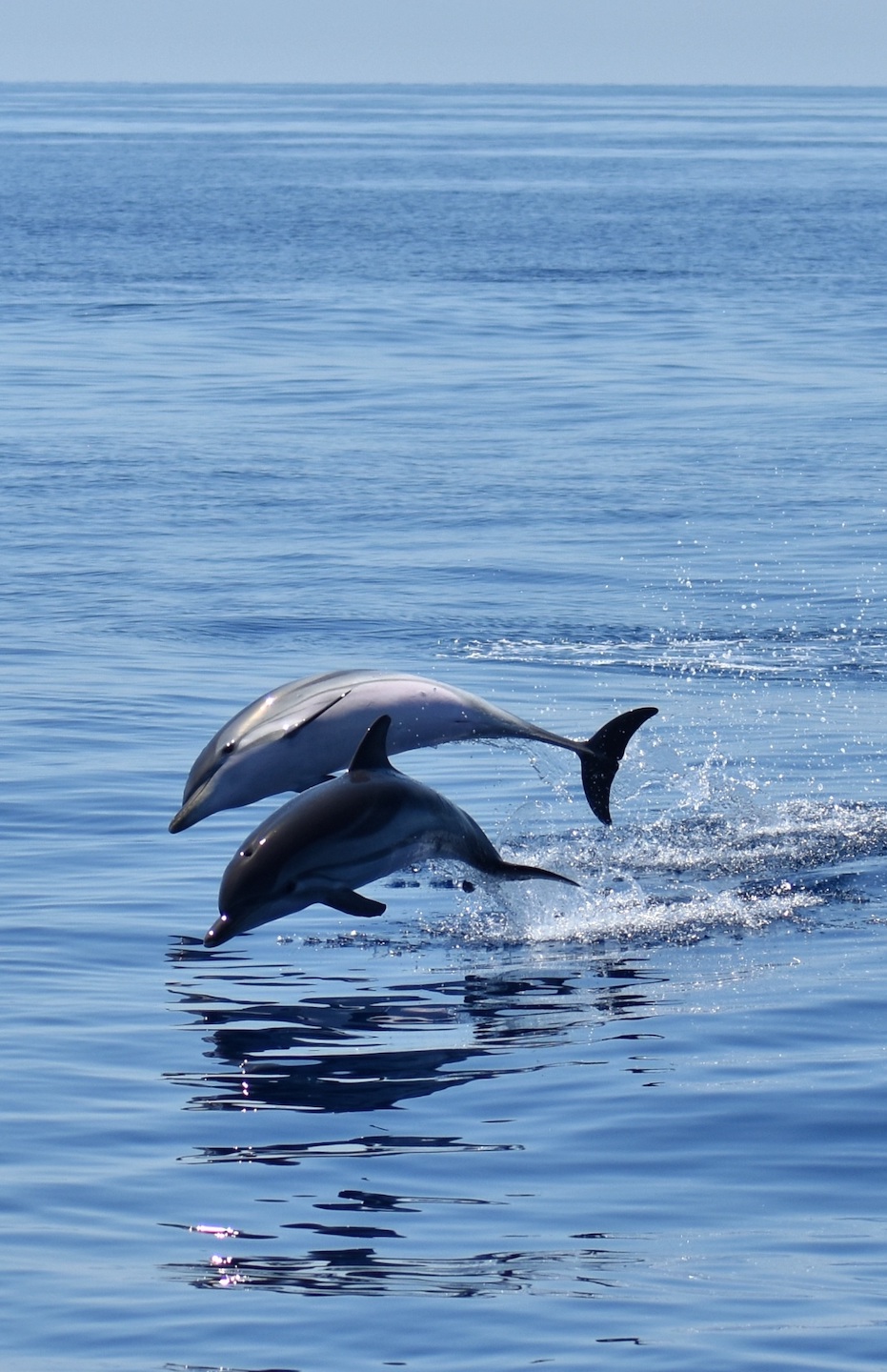 Dolphin watching - Alchimiacollection | EN